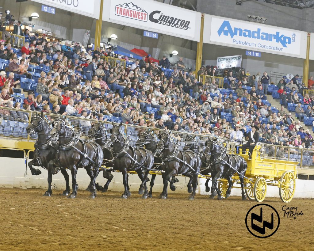 HORSE SHOWS | National Western Stock Show and Rodeo