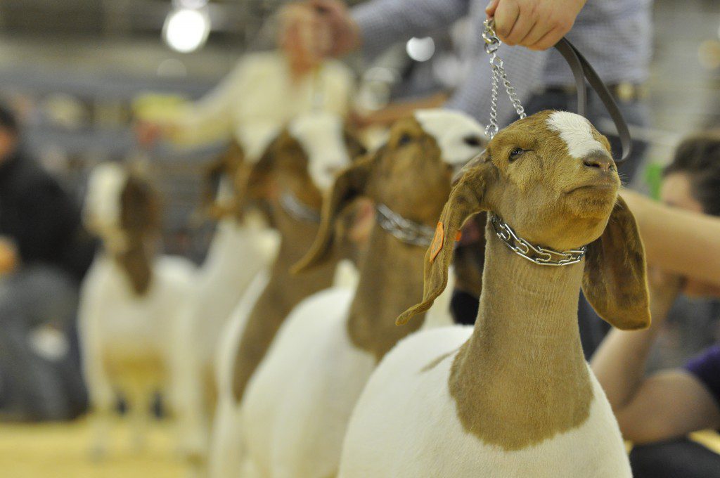 Livestock Shows - National Western Stock Show