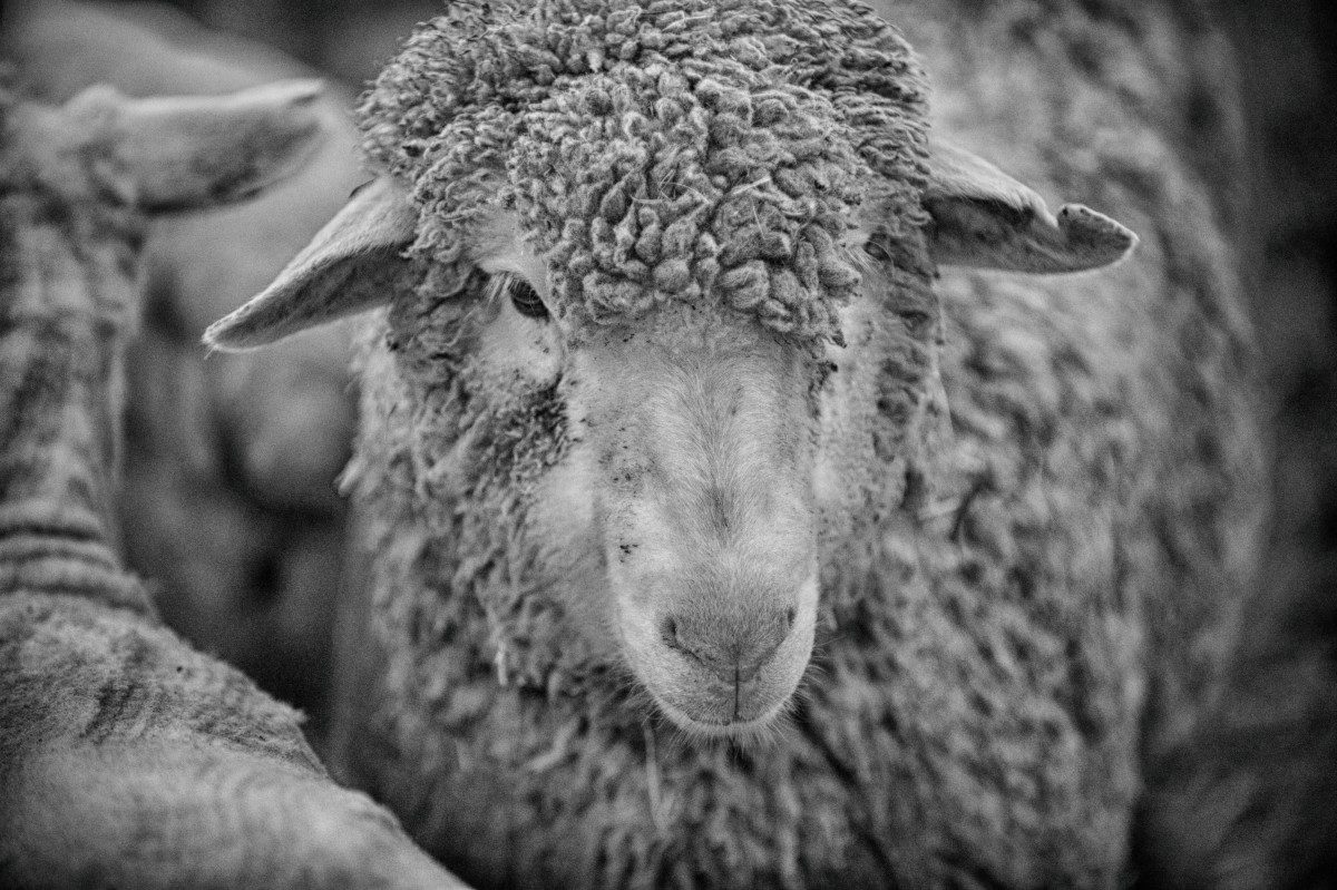 Livestock Shows - National Western Stock Show