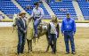 HORSE SHOWS | National Western Stock Show and Rodeo