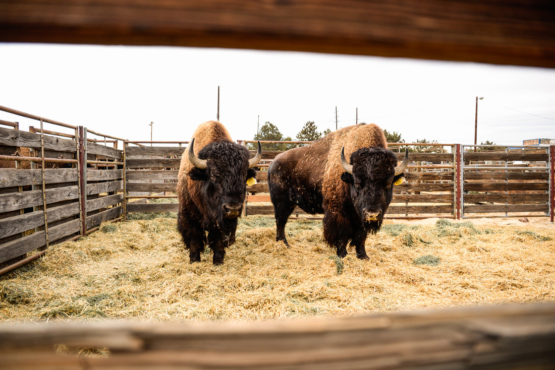 Buffalo Vs Bison What s The Difference National Western Stock Show