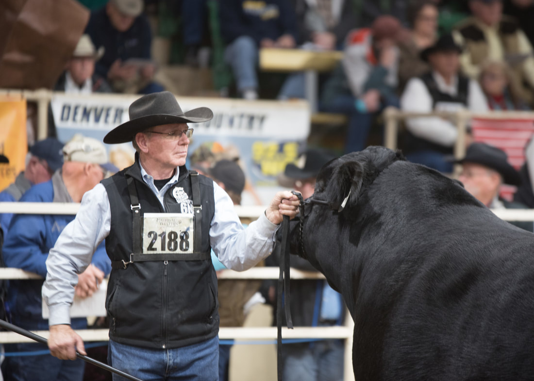 Roll of Victory Angus Bull Show Attracts A Crowd - National Western ...