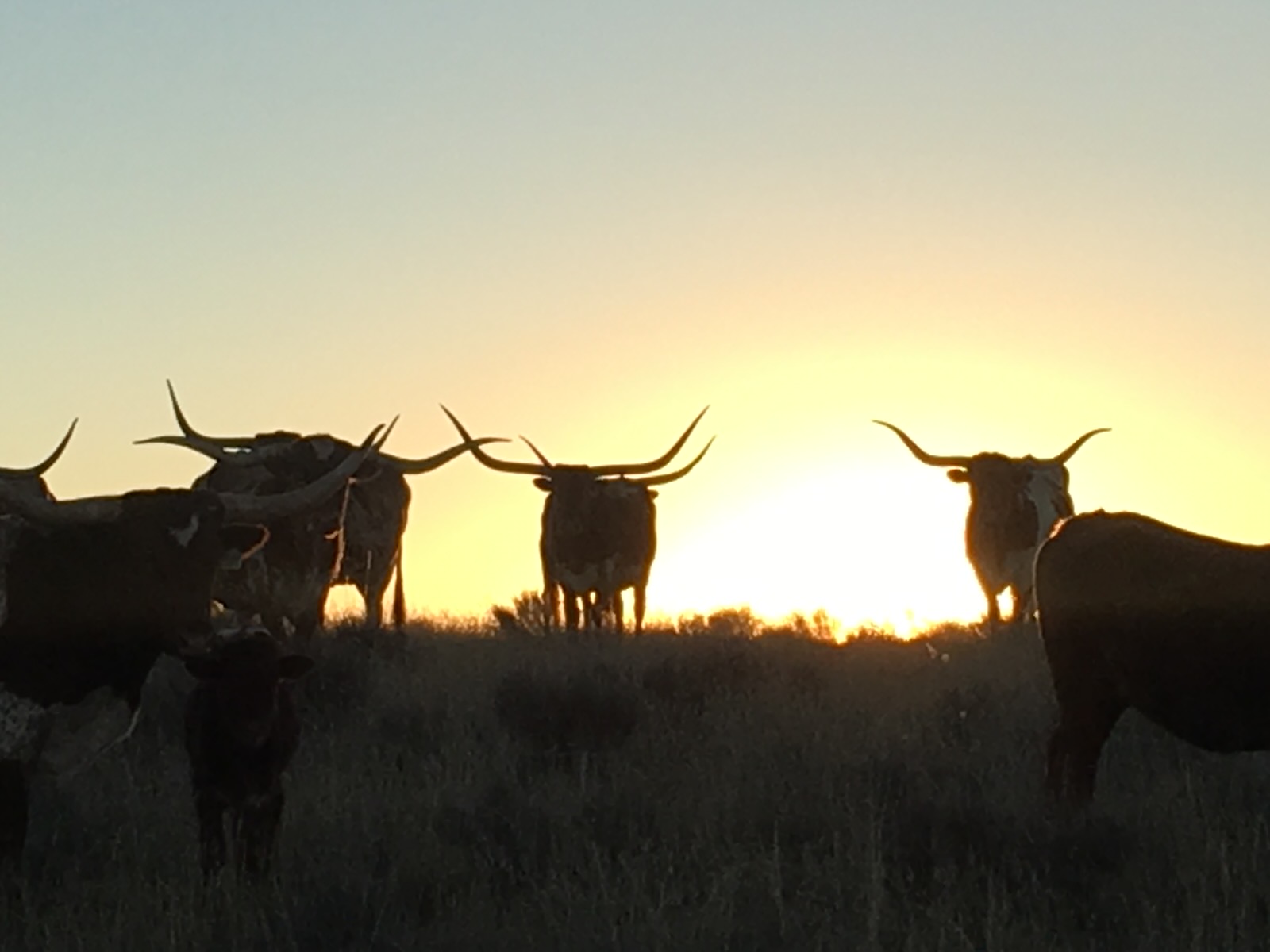 Longhorn Love | National Western Stock Show
