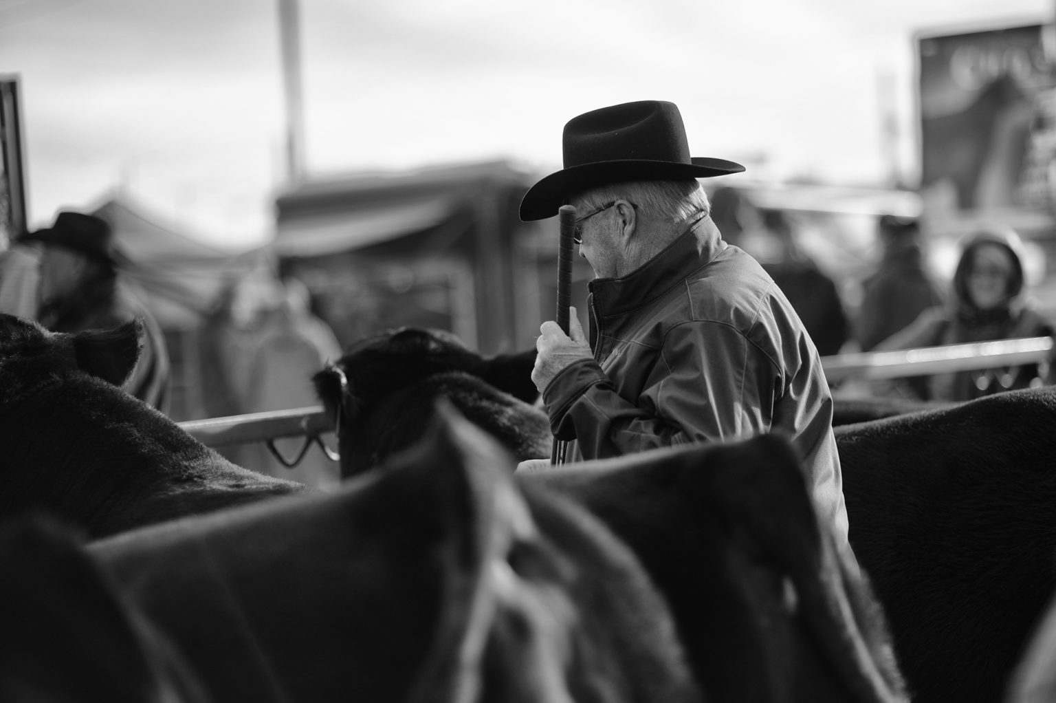 Livestock Shows - National Western Stock Show