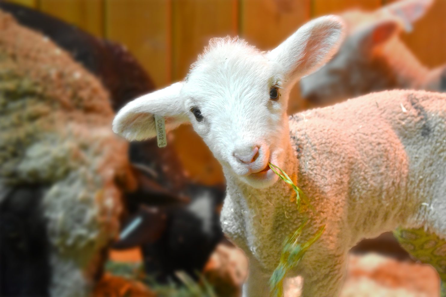 Grounds Admission - National Western Stock Show