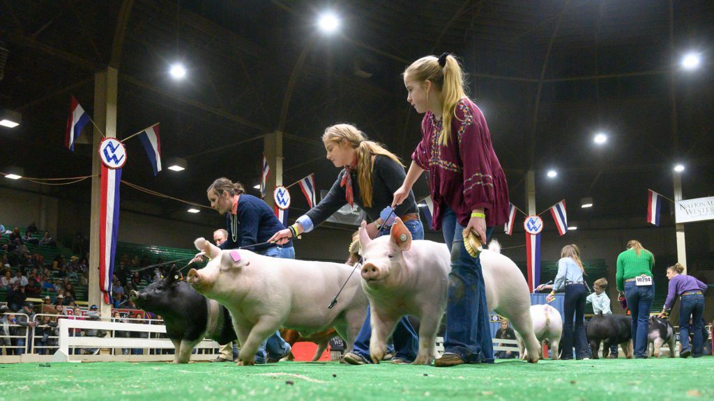 National Western Stock Show | There's No Place Like Stock Show, Denver ...