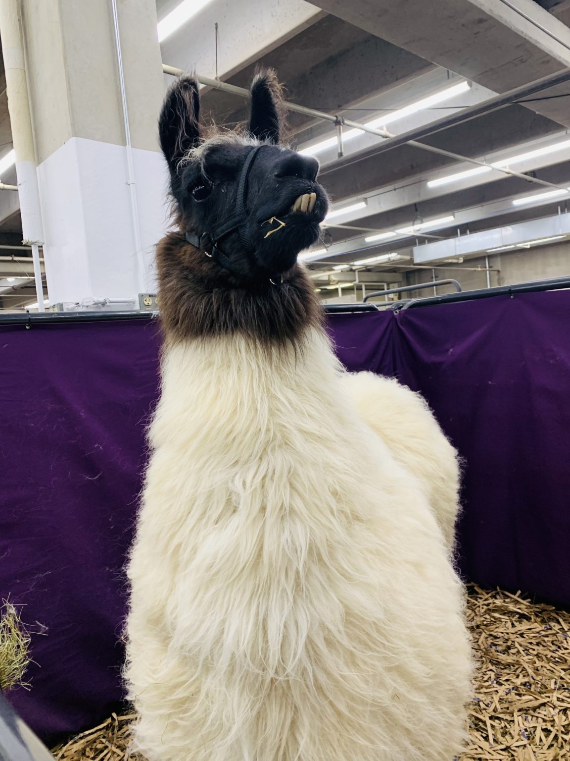 The Evolution of the Llama | National Western Stock Show