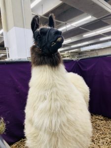 The Evolution of the Llama | National Western Stock Show