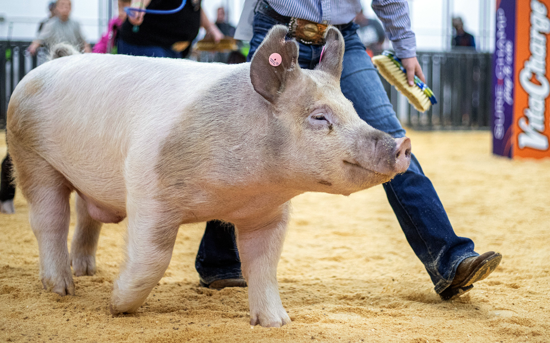 Inner Page - The Legacy - National Western Stock Show